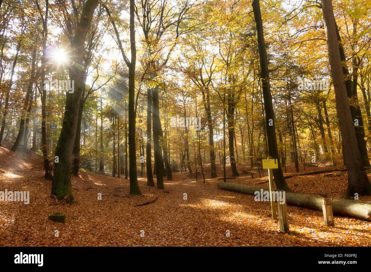 Sunbeam autumn forest hi-res stock photography and images - Alamy