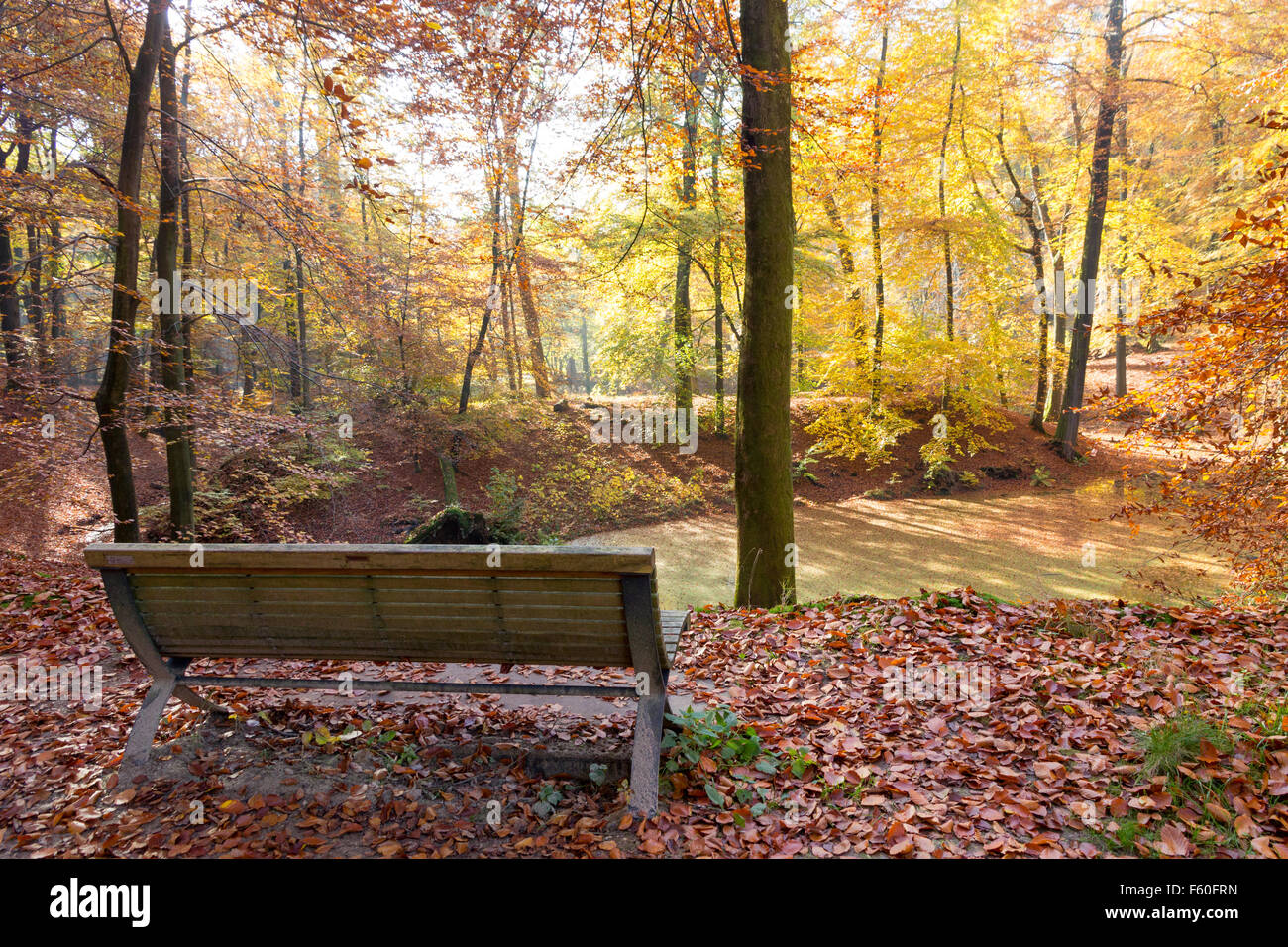 Bench in a forest during Autumn Stock Photo - Alamy