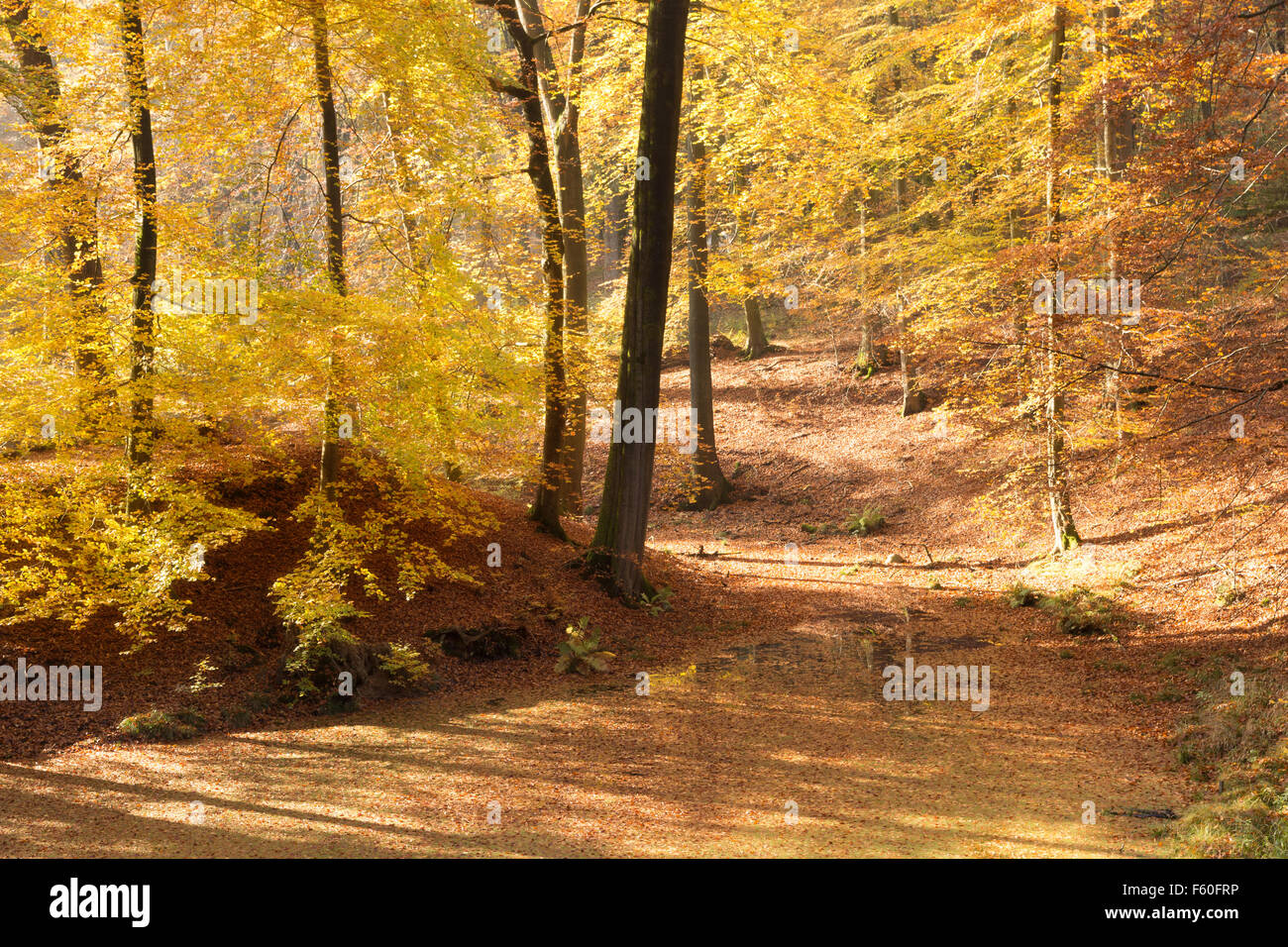 Sunbeam autumn forest hi-res stock photography and images - Alamy