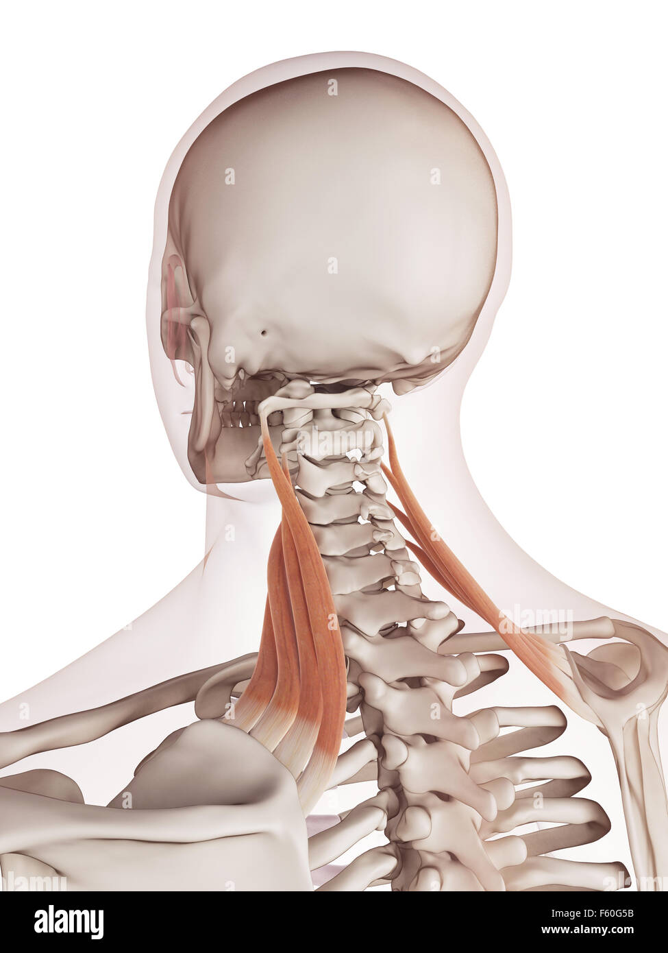 medically accurate muscle illustration of the levator scapularis Stock ...