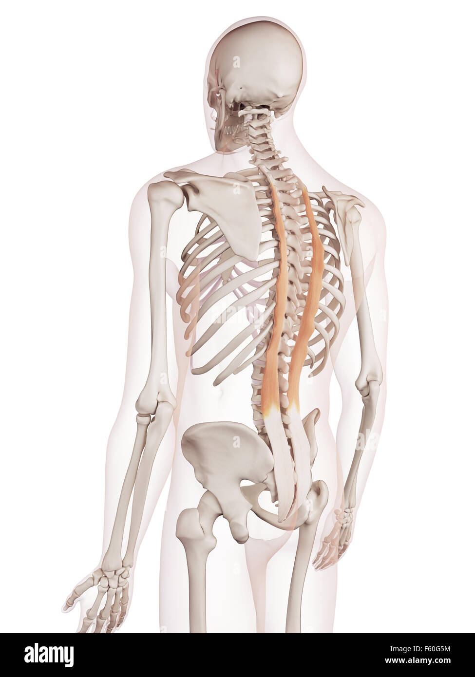 medically accurate muscle illustration of the longissimus thoracis ...