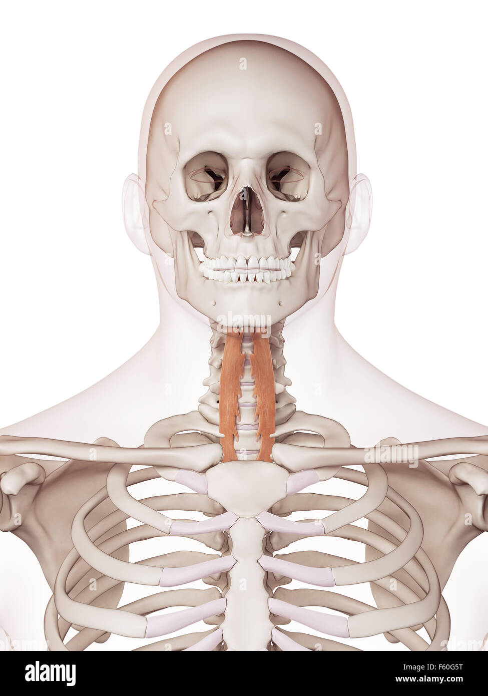 medically accurate muscle illustration of the longus colli Stock Photo ...