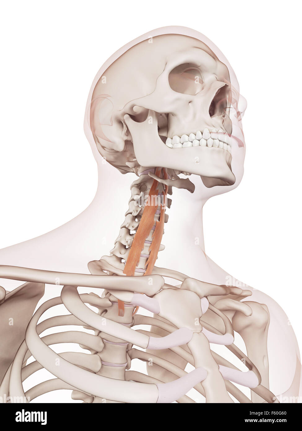 medically accurate muscle illustration of the longus colli Stock Photo ...