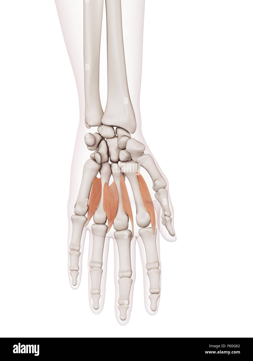 medically accurate muscle illustration of the lumbrical muscles Stock ...