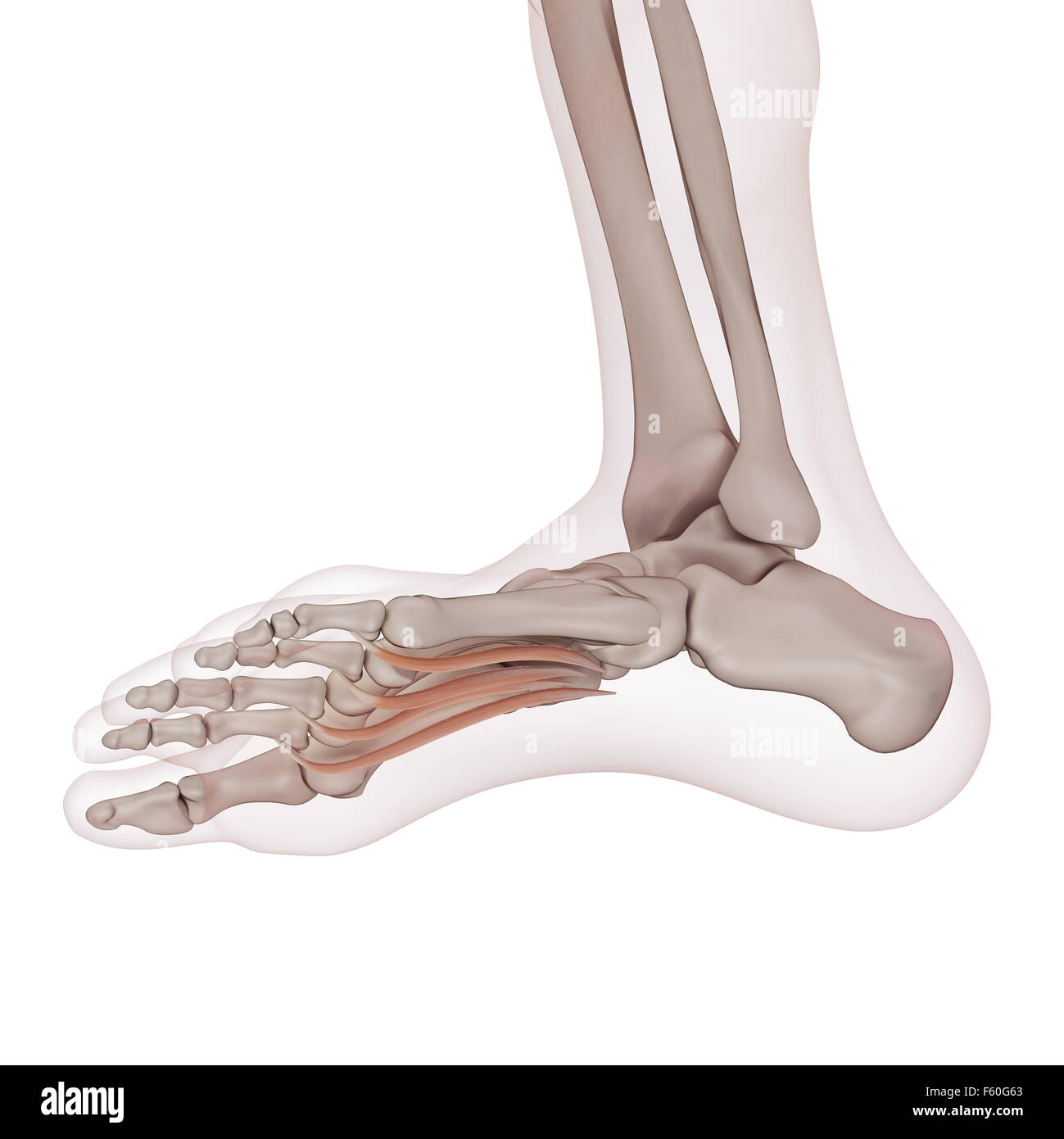 medically accurate muscle illustration of the lumbrical Stock Photo - Alamy