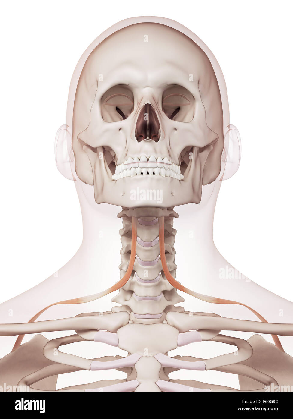 medically accurate muscle illustration of the omohyoid Stock Photo - Alamy