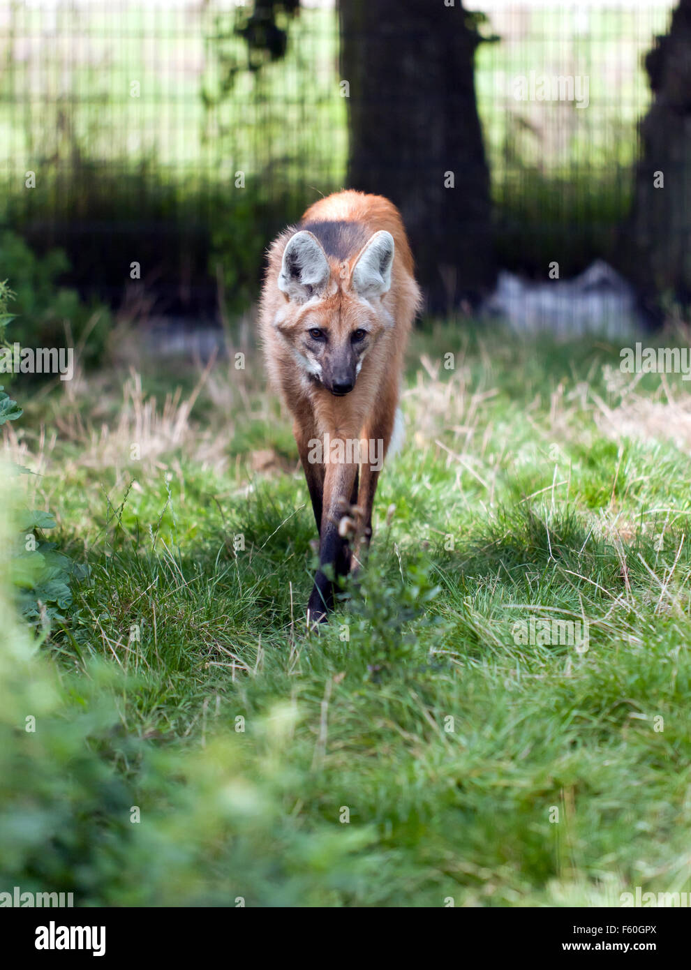 The maned wolf (Chrysocyon brachyurus), in its enclosure at the Rare ...