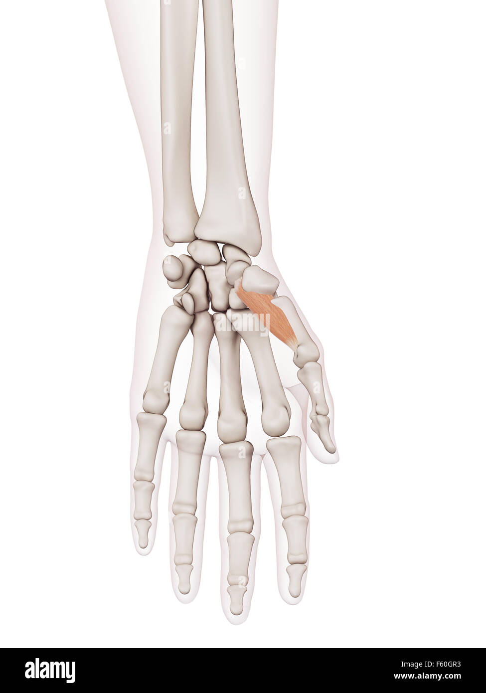medically accurate muscle illustration of the opponens pollicis Stock ...