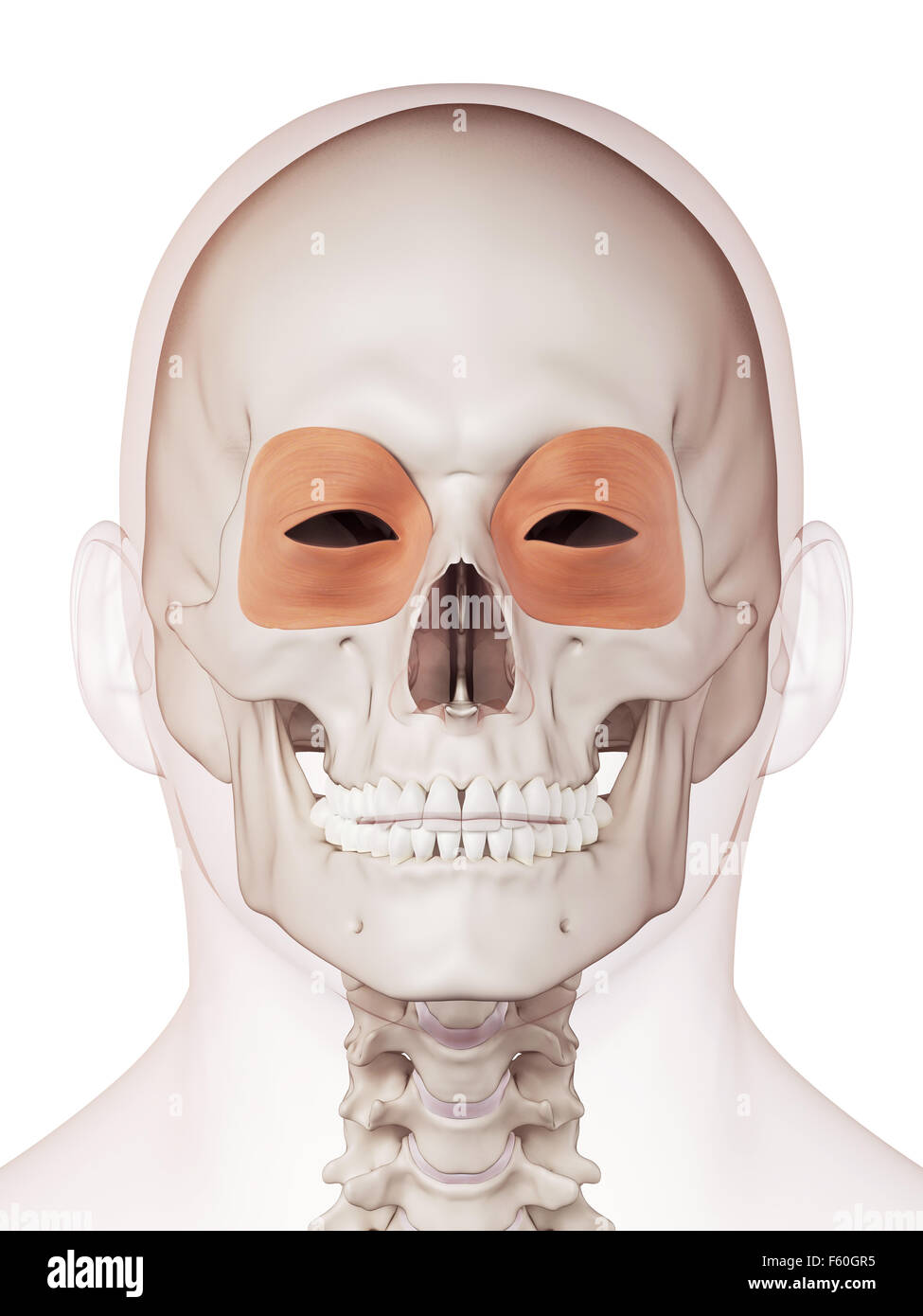 medically accurate muscle illustration of the orbicularis oculi Stock ...