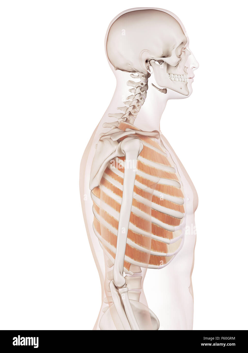 medically accurate muscle illustration of the outer intercostals Stock ...