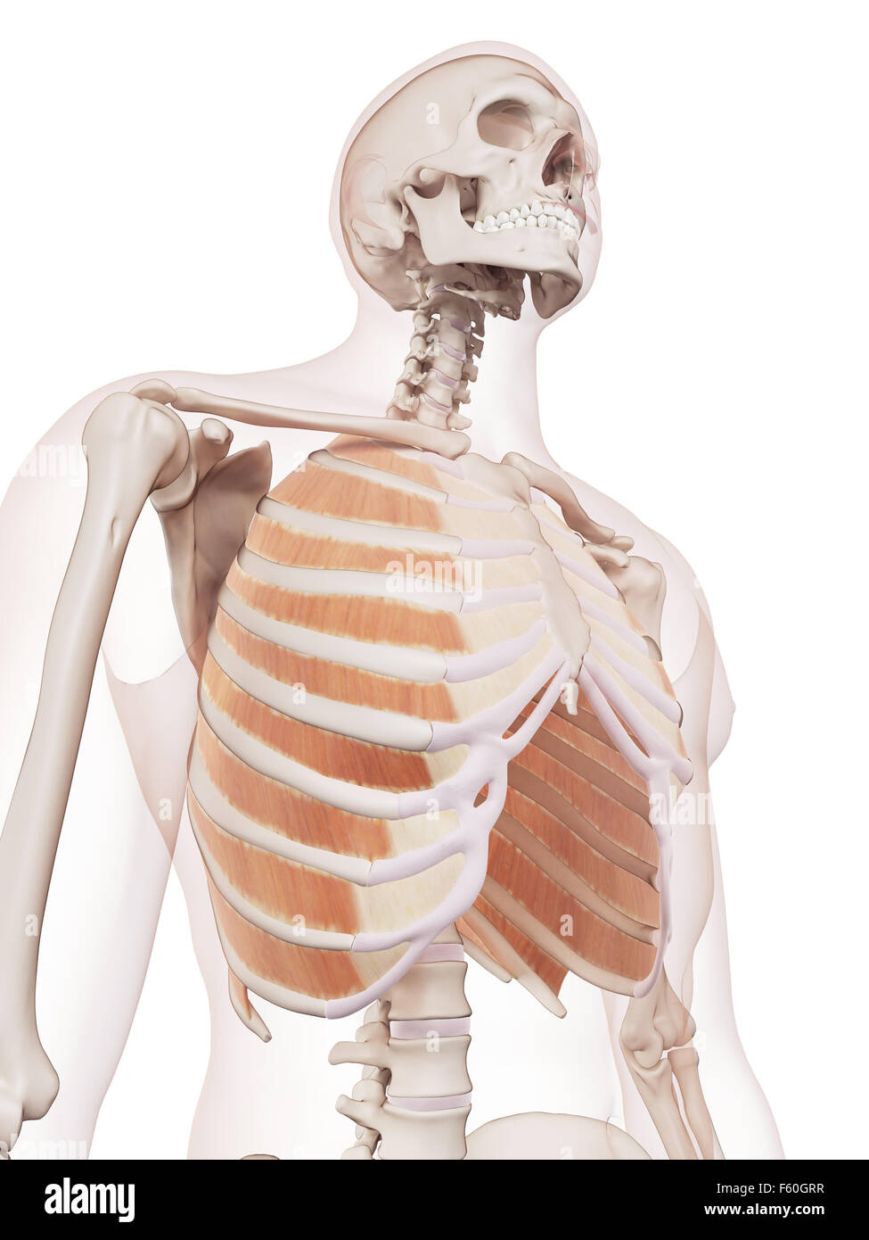 medically accurate muscle illustration of the outer intercostals Stock ...