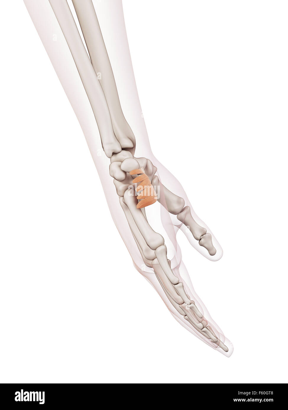 medically accurate muscle illustration of the palmaris brevis Stock ...