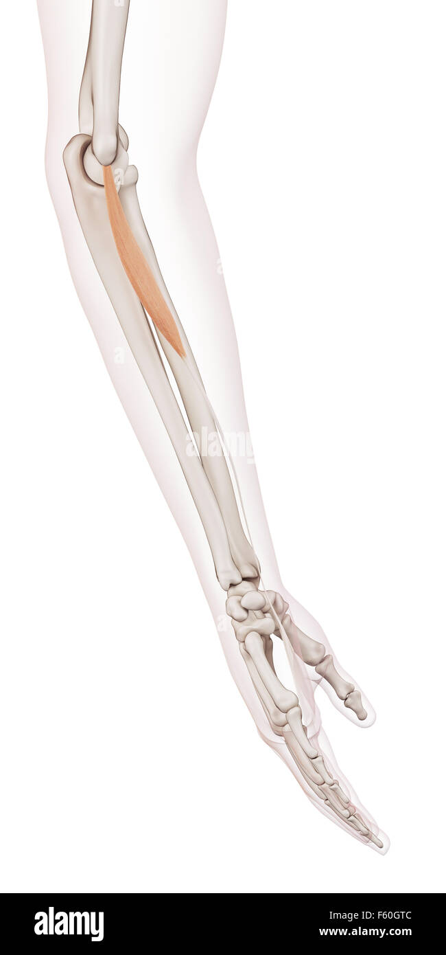 Palmaris longus hi-res stock photography and images - Alamy