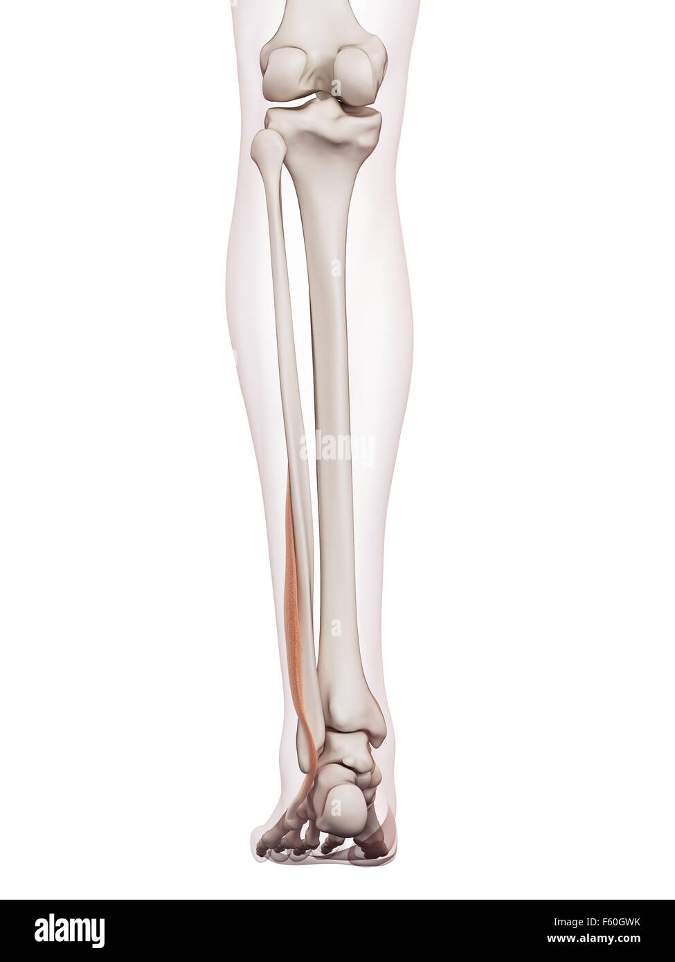 Peroneus brevis hi-res stock photography and images - Alamy