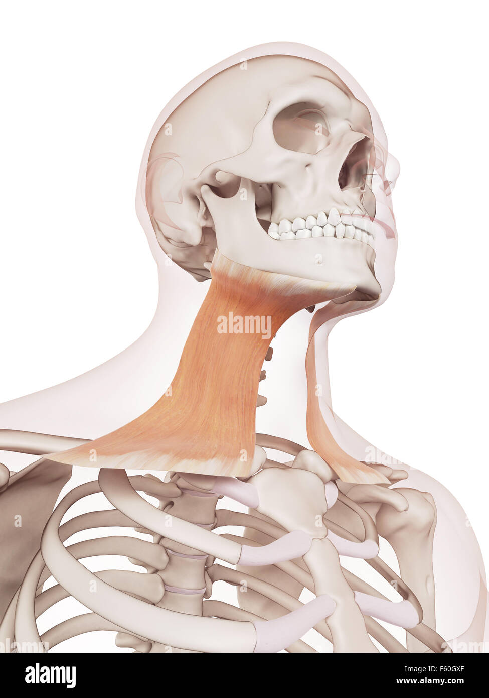 medically accurate muscle illustration of the platysma Stock Photo - Alamy