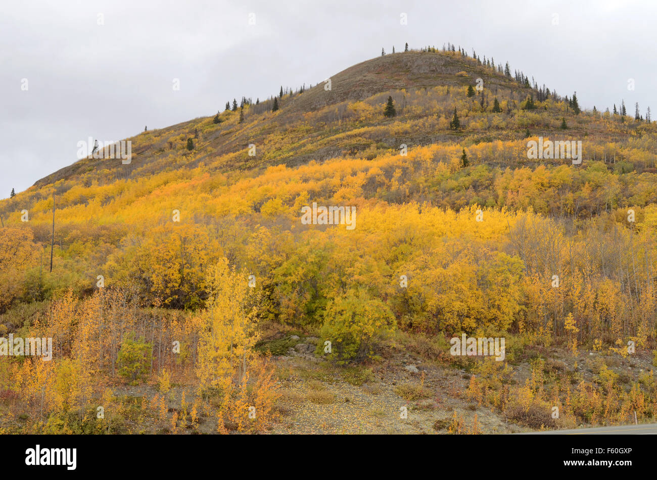 Yukon landscape in the fall Stock Photo - Alamy