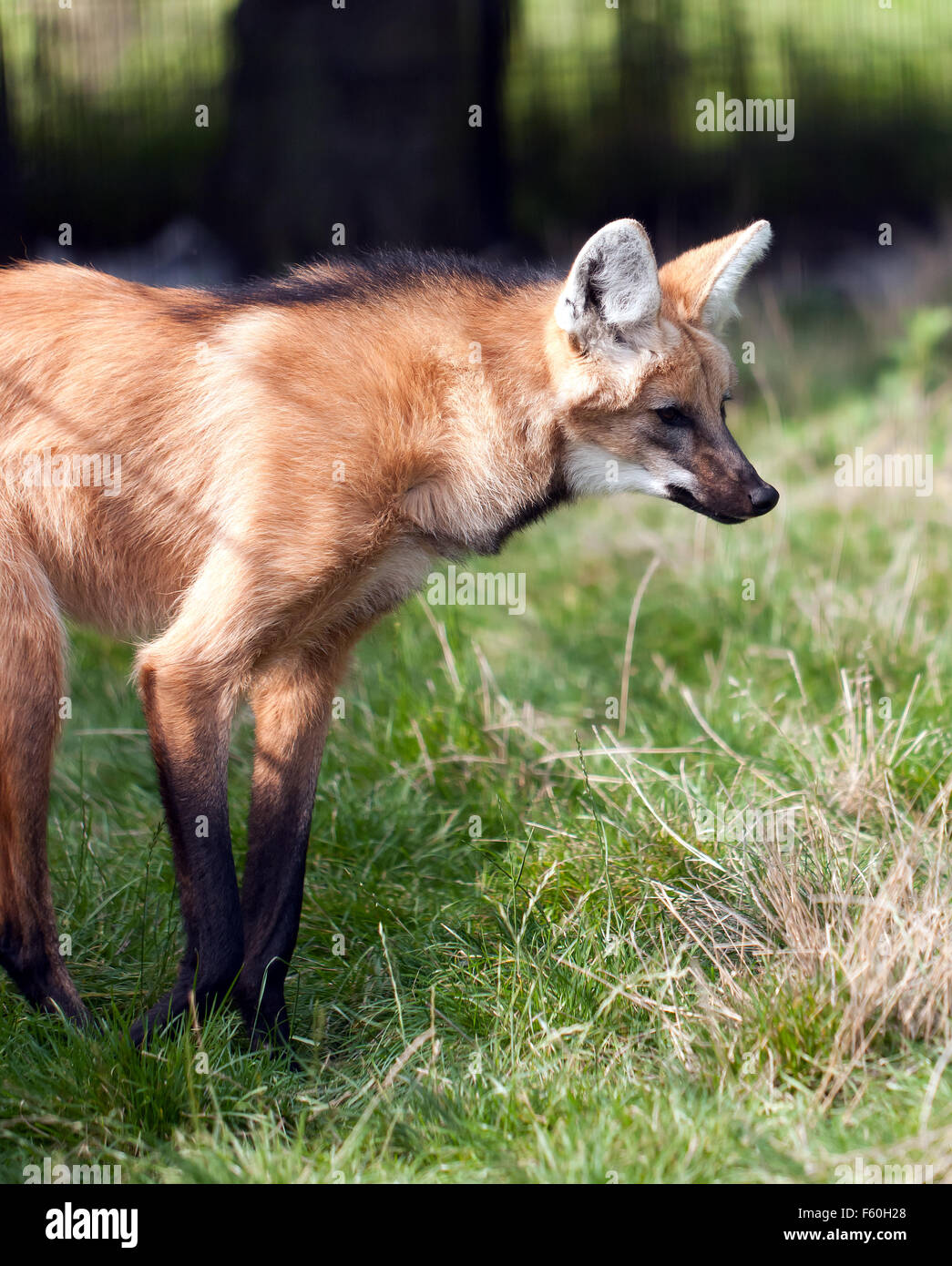 The maned wolf (Chrysocyon brachyurus), in its enclosure at the Rare ...