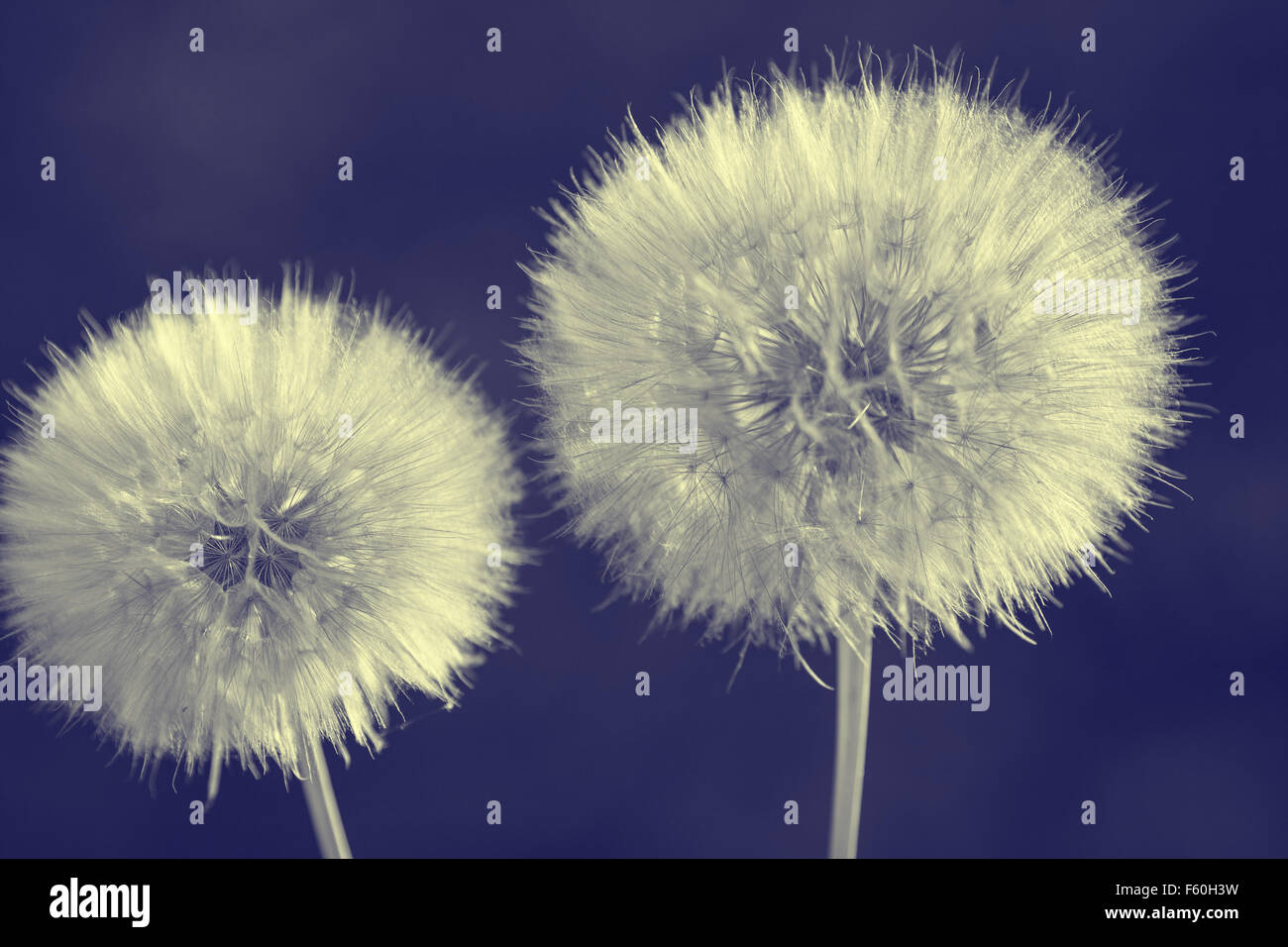 Seeds retro color hi-res stock photography and images - Alamy