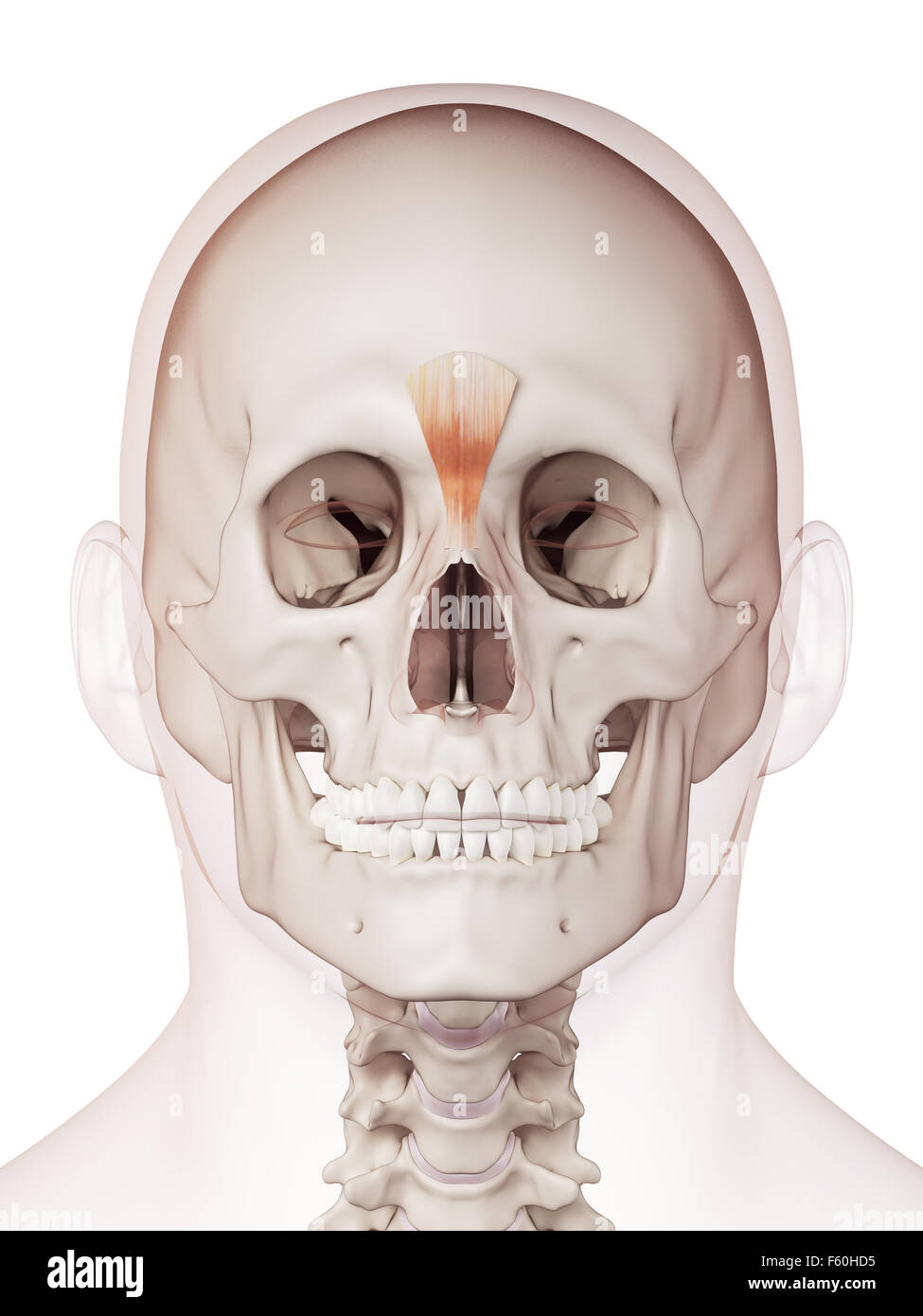 Procerus muscle hi-res stock photography and images - Alamy