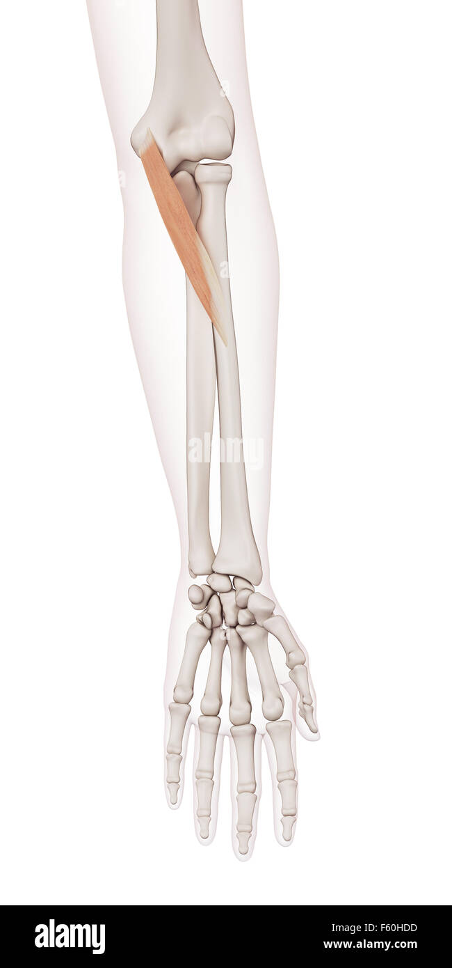 Pronator hi-res stock photography and images - Alamy