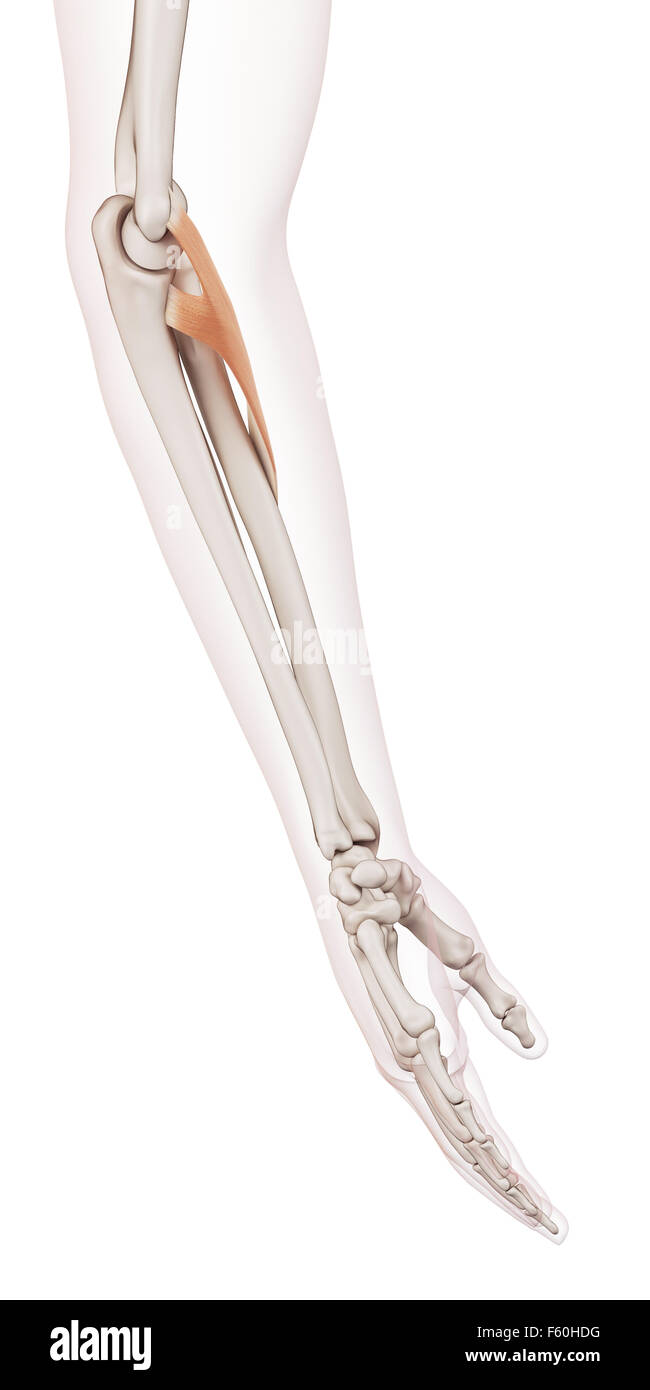 Pronator Teres High Resolution Stock Photography and Images - Alamy