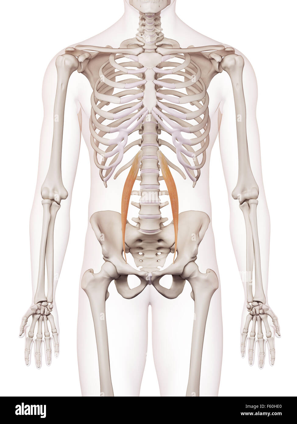 medically accurate muscle illustration of the psoas minor Stock Photo ...