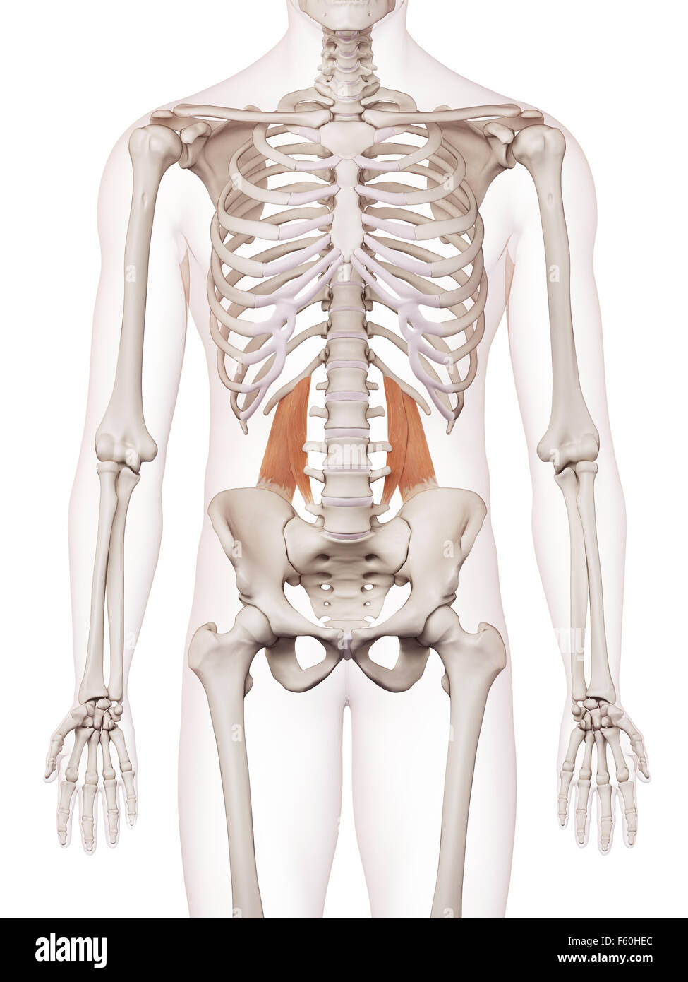 Quadratus lumborum hi-res stock photography and images - Alamy
