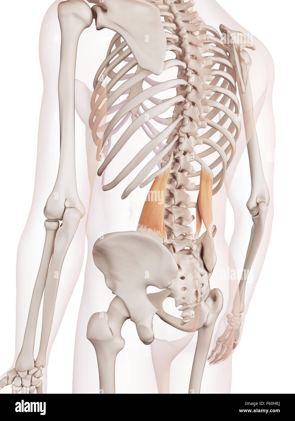 Quadratus lumborum hi-res stock photography and images - Alamy