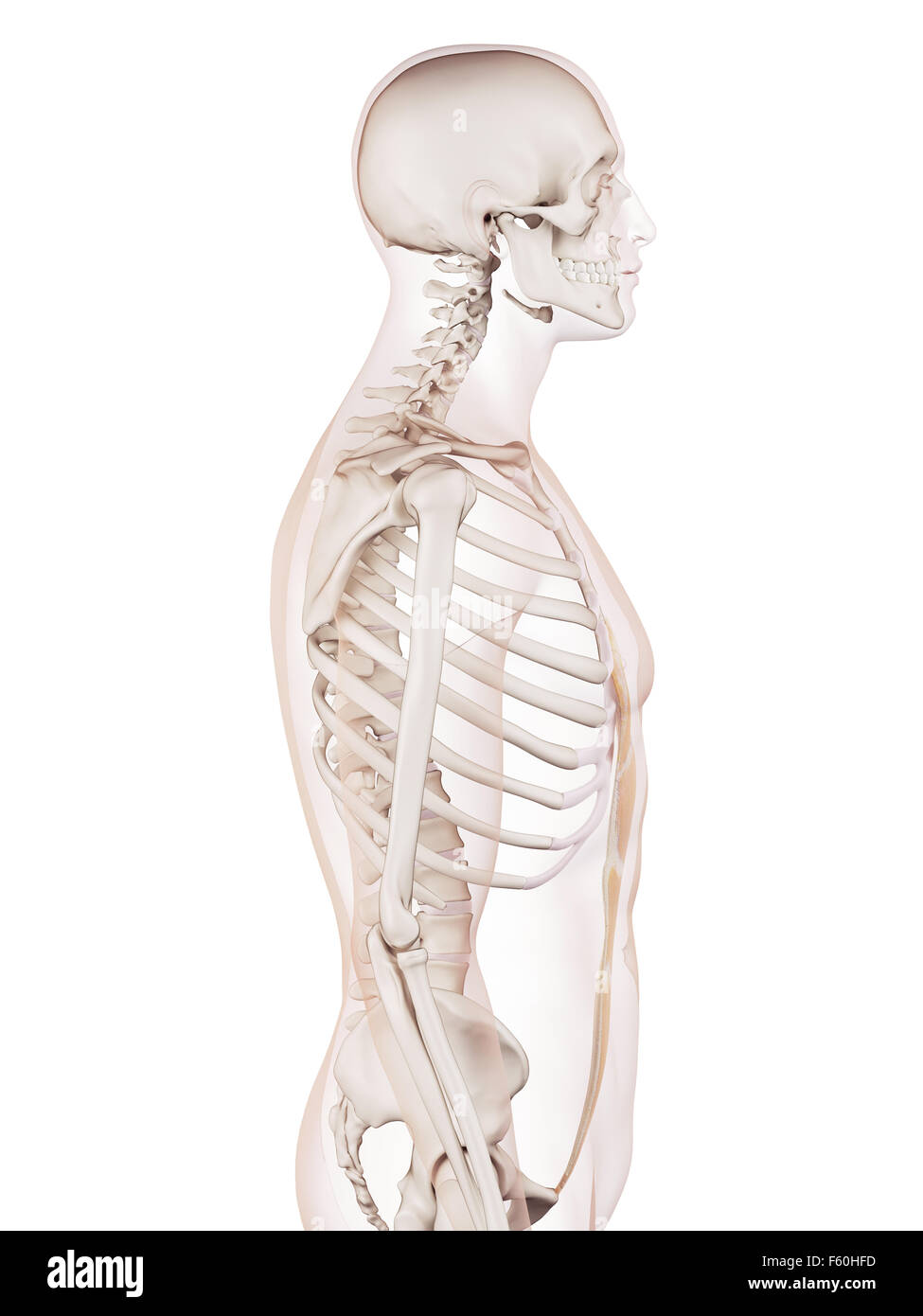 medically accurate muscle illustration of the rectus abdominis Stock ...