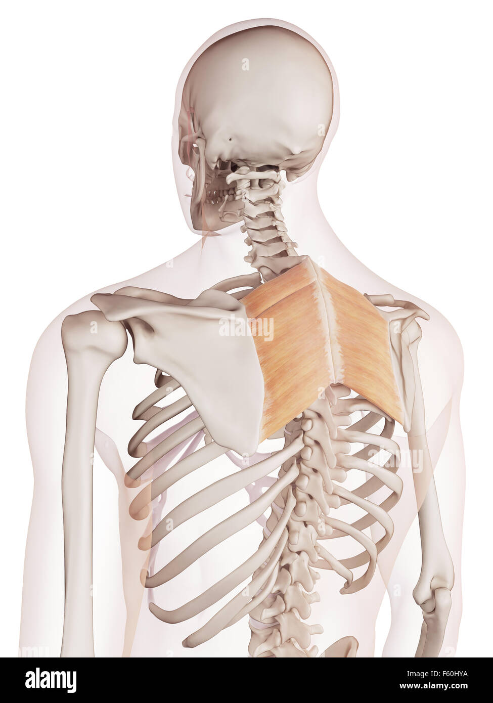 medically accurate muscle illustration of the rhomboids Stock Photo - Alamy