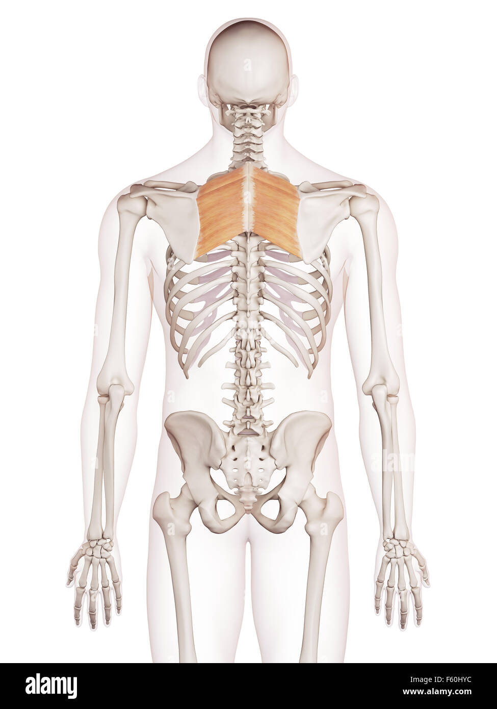 medically accurate muscle illustration of the rhomboids Stock Photo - Alamy