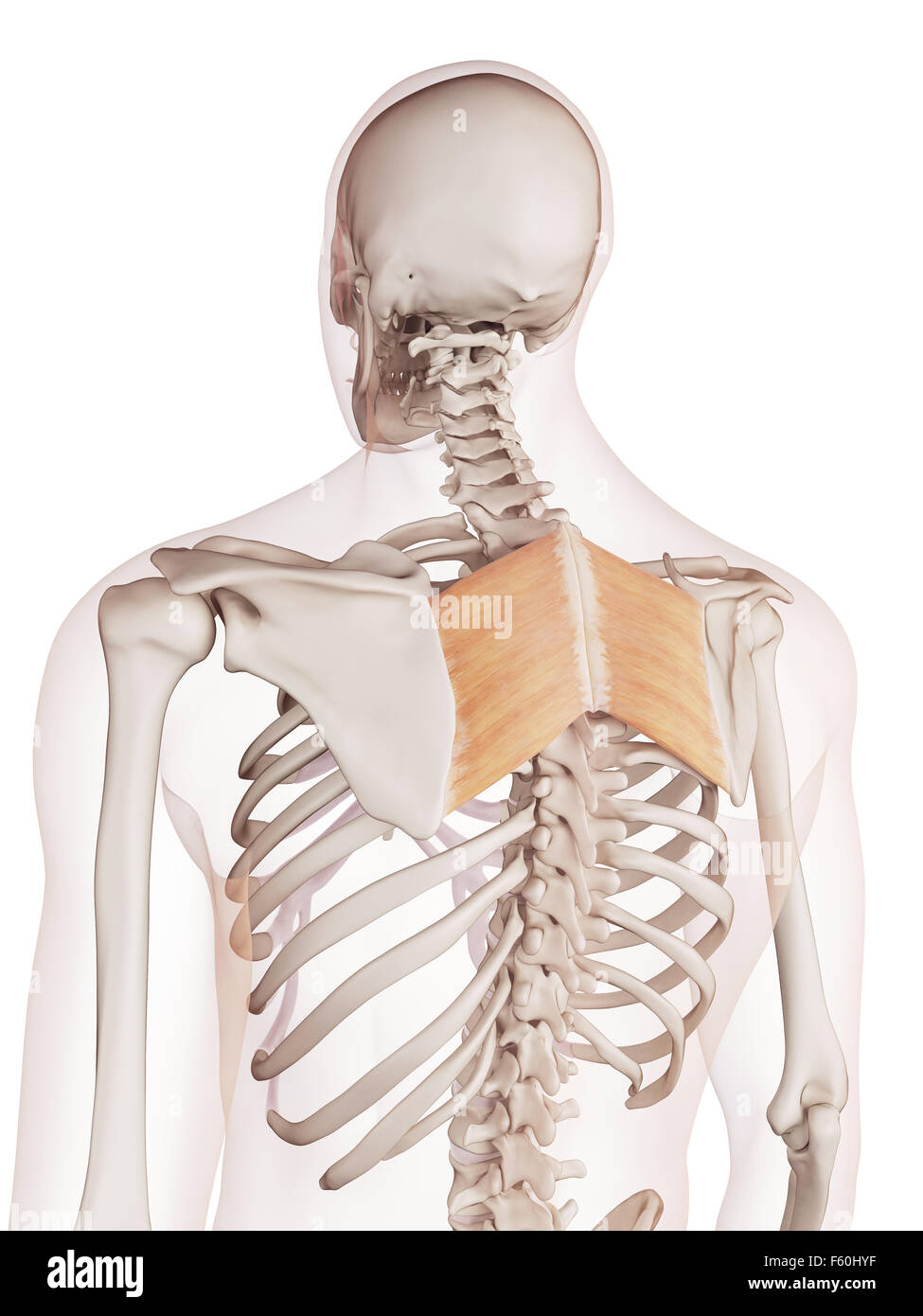 Rhomboid major muscle anatomy hi-res stock photography and images - Alamy