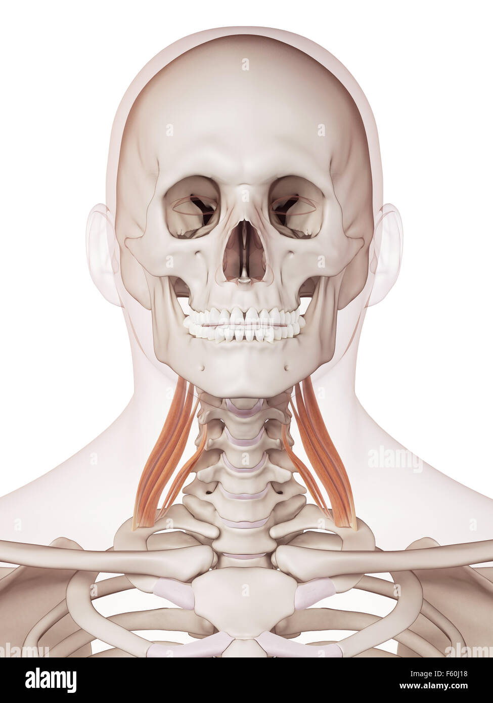 medically accurate muscle illustration of the middle scalene Stock ...
