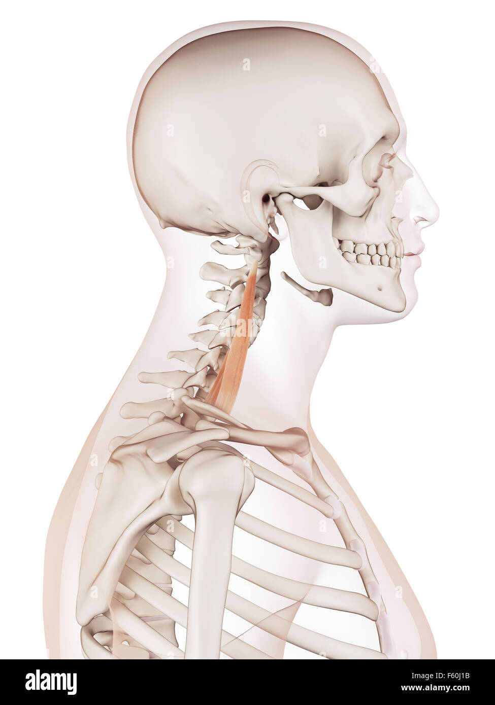 Middle Scalene Model