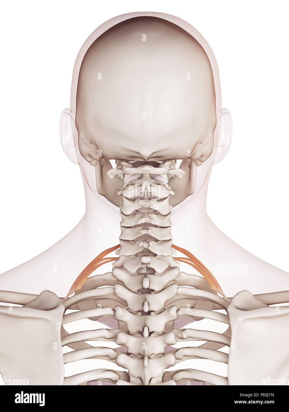 medically accurate muscle illustration of the posterior scalene Stock ...