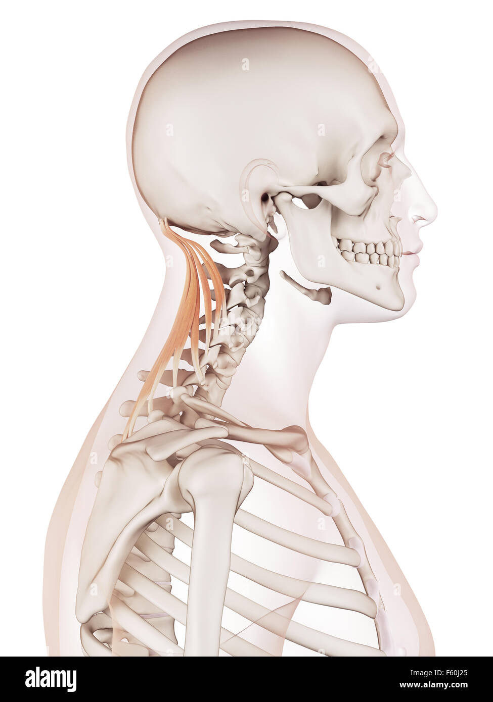 Semispinalis capitis hi-res stock photography and images - Alamy