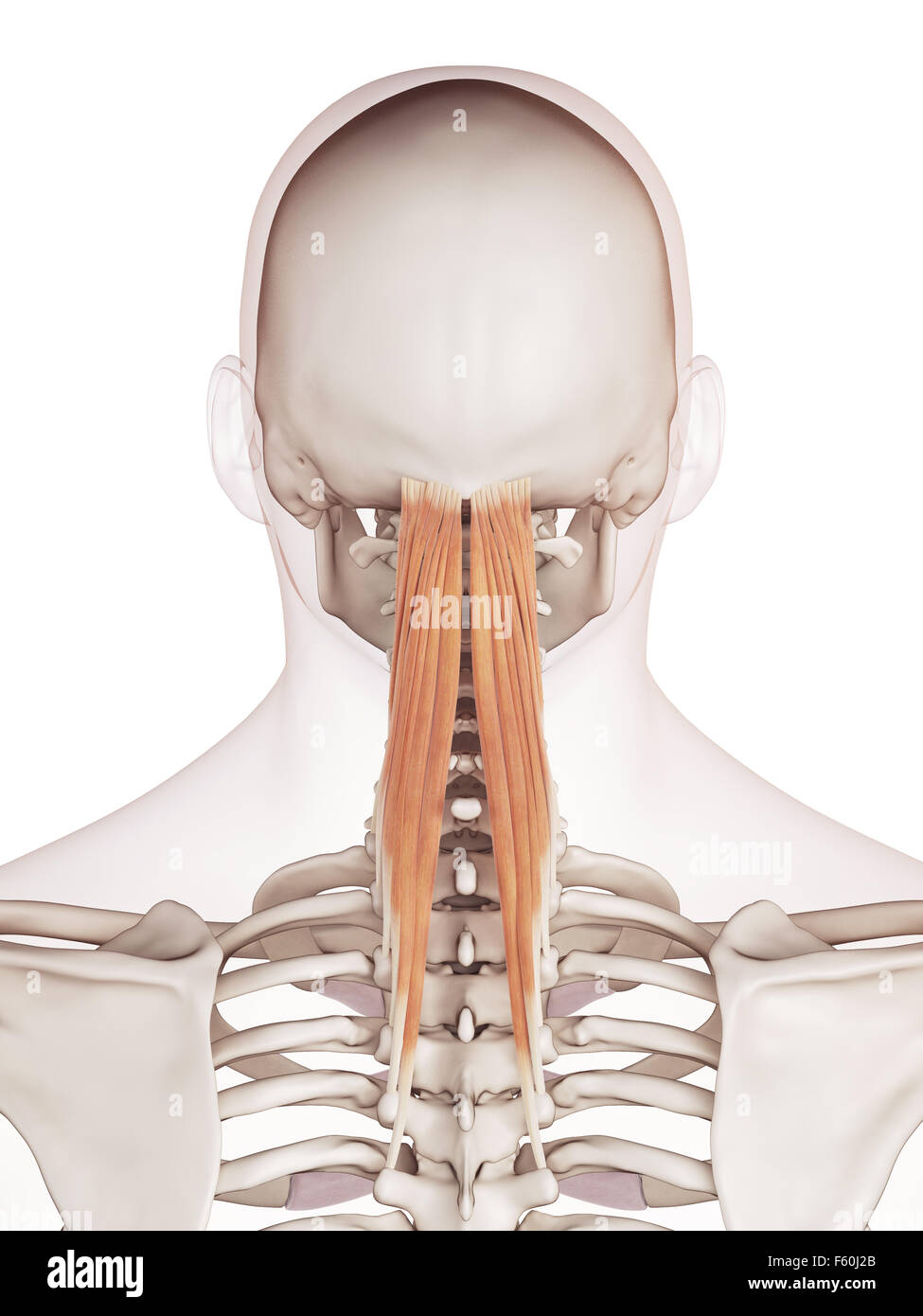 Semispinalis capitis hi-res stock photography and images - Alamy
