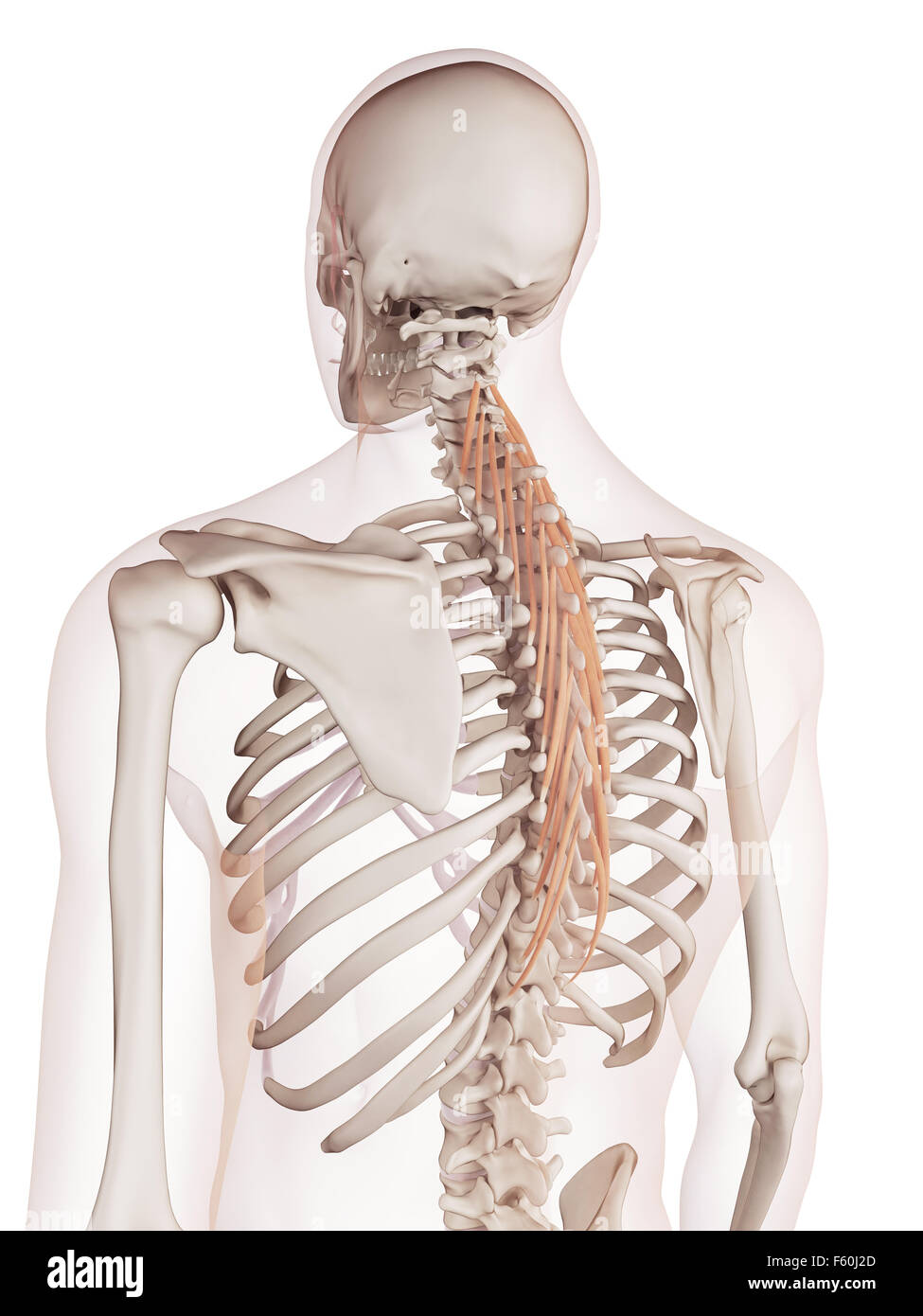 medically accurate muscle illustration of the semispinalis thoracis ...