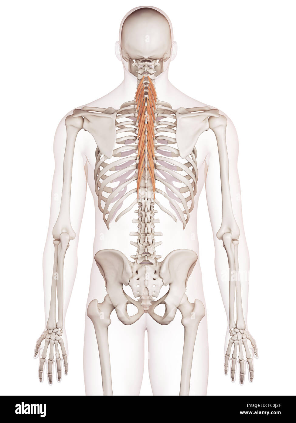 medically accurate muscle illustration of the semispinalis thoracis ...