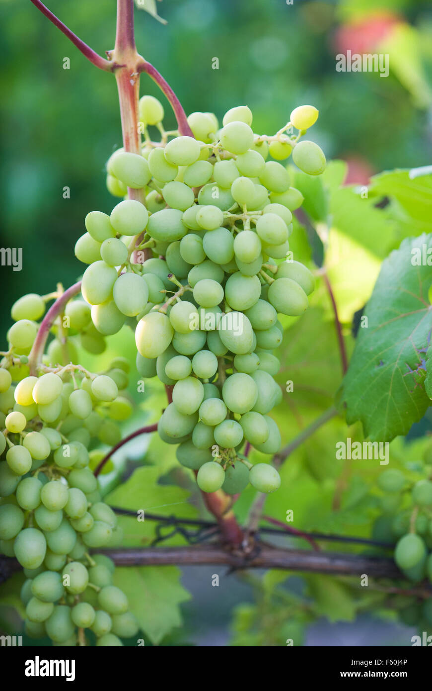 young bunch of green grapes on a background of nature Stock Photo - Alamy