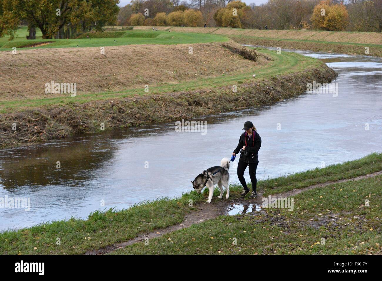 Manchester, UK 10th November 2015 A young lady walks her dog on the ...