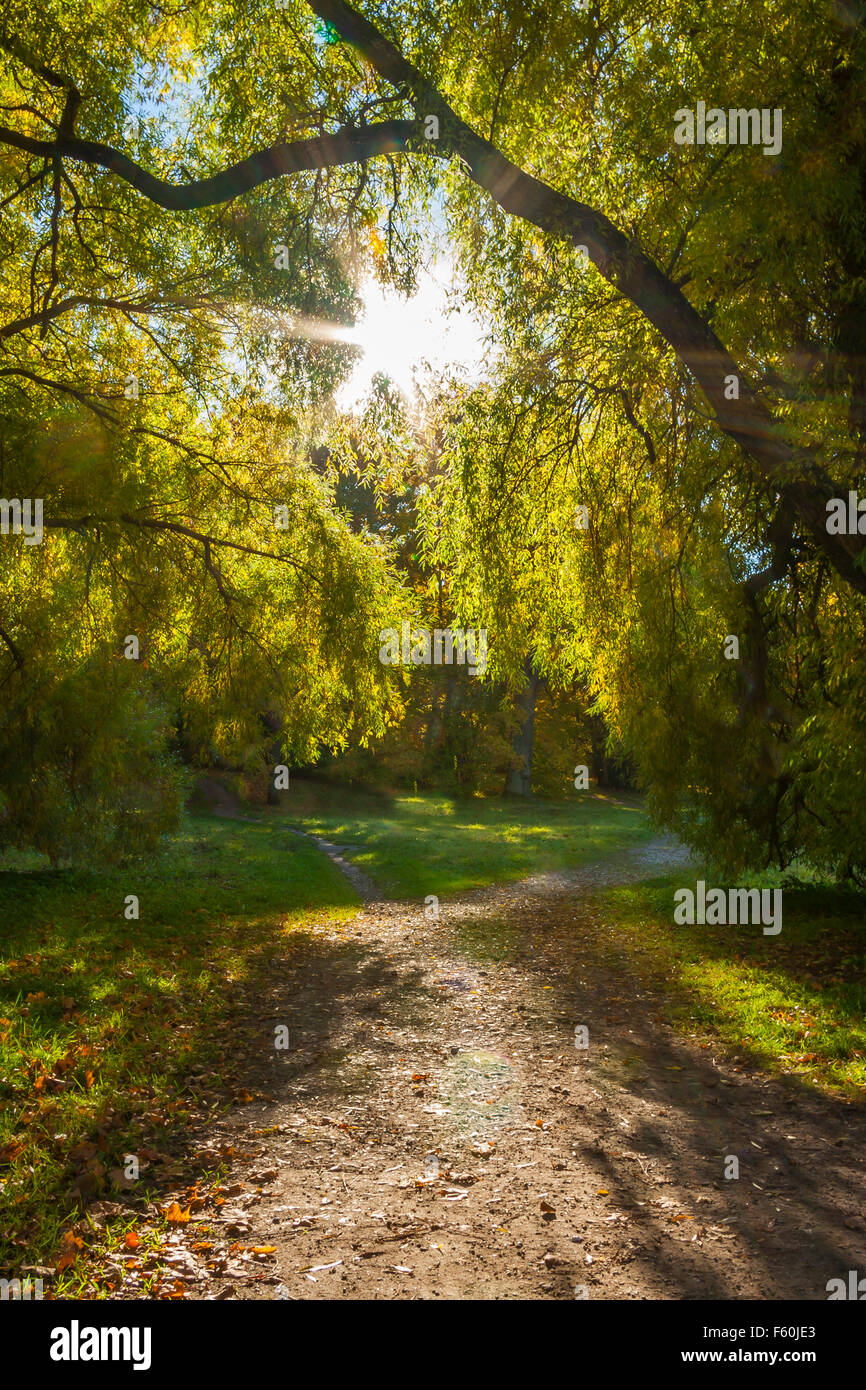 Sun Shining Through The Tree Stock Photo - Alamy