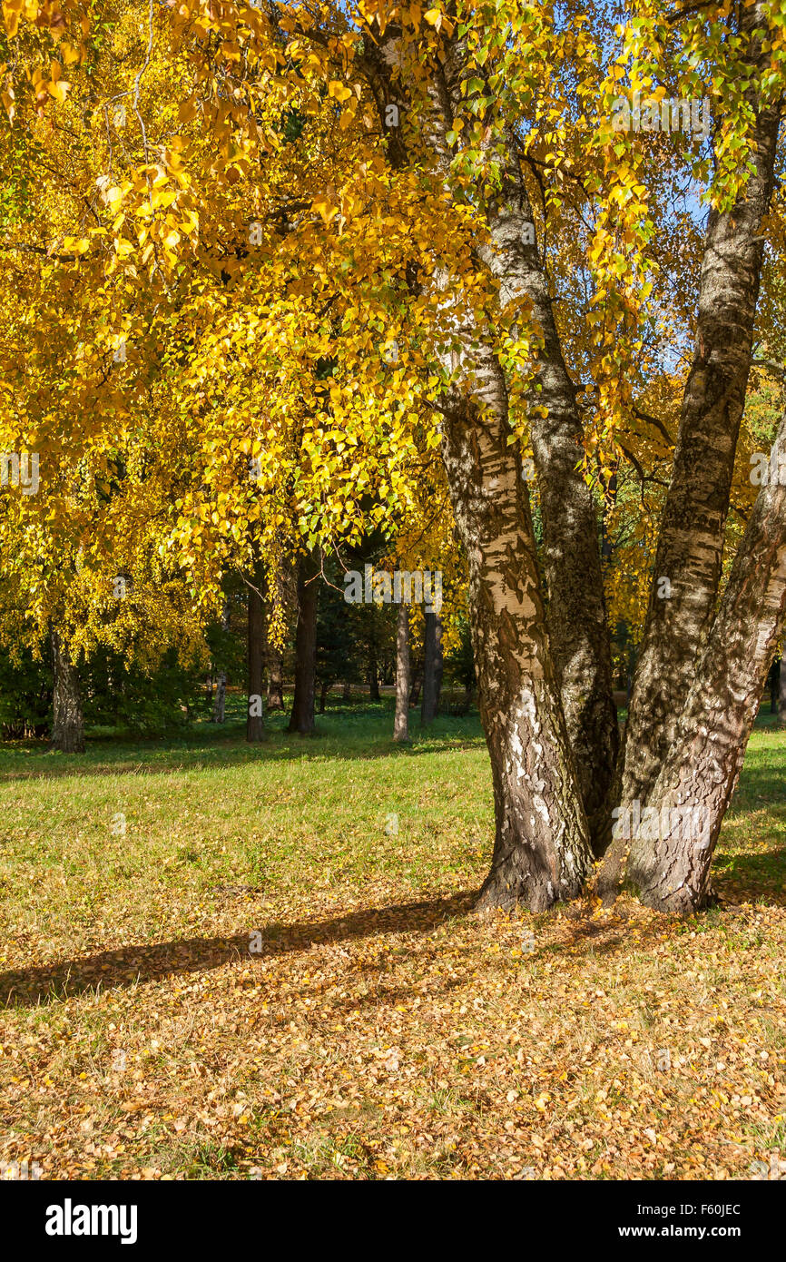 Gold birch tree hi-res stock photography and images - Alamy