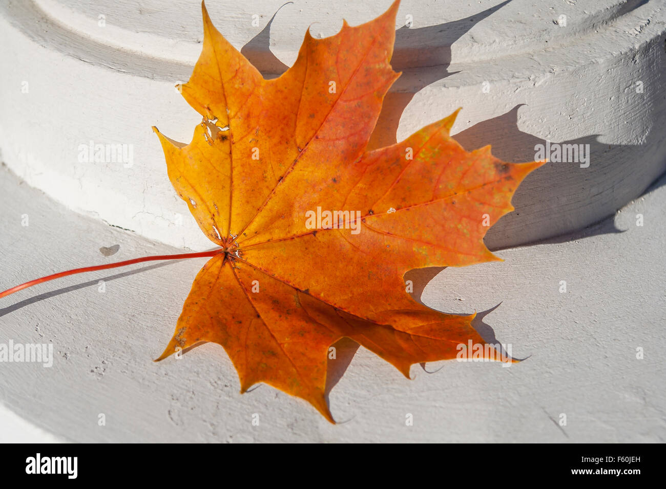 Saturated fall leaf hi-res stock photography and images - Alamy