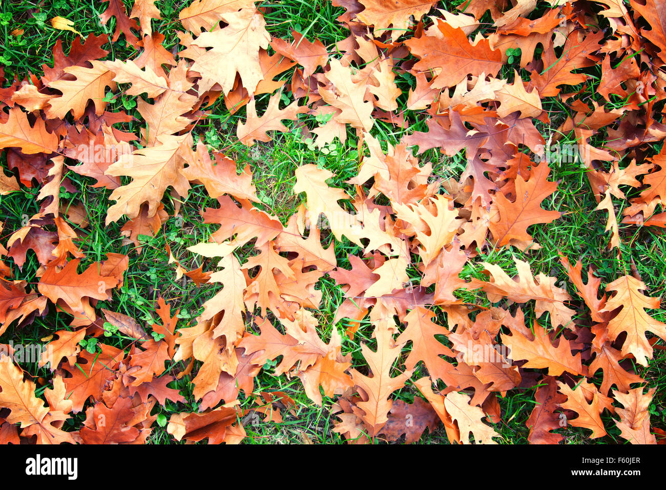 fallen leaves on a lawn in November Stock Photo - Alamy