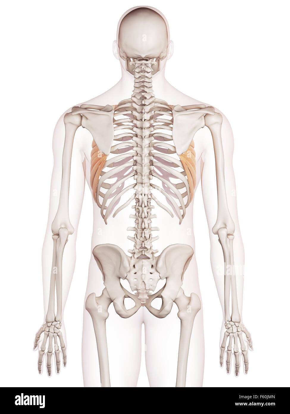 Serratus anterior muscle hi-res stock photography and images - Alamy