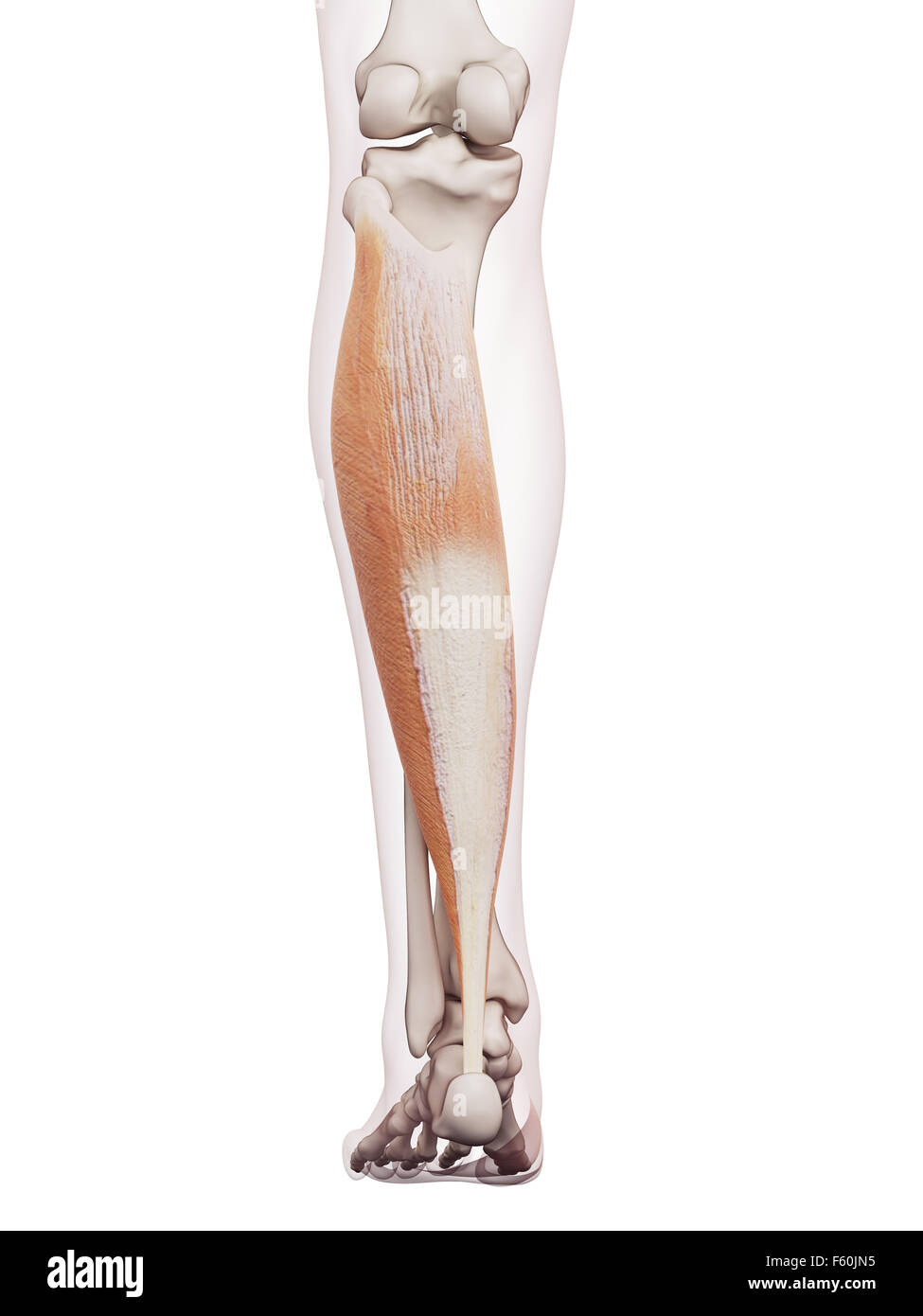 Illustration soleus muscle hi-res stock photography and images - Alamy