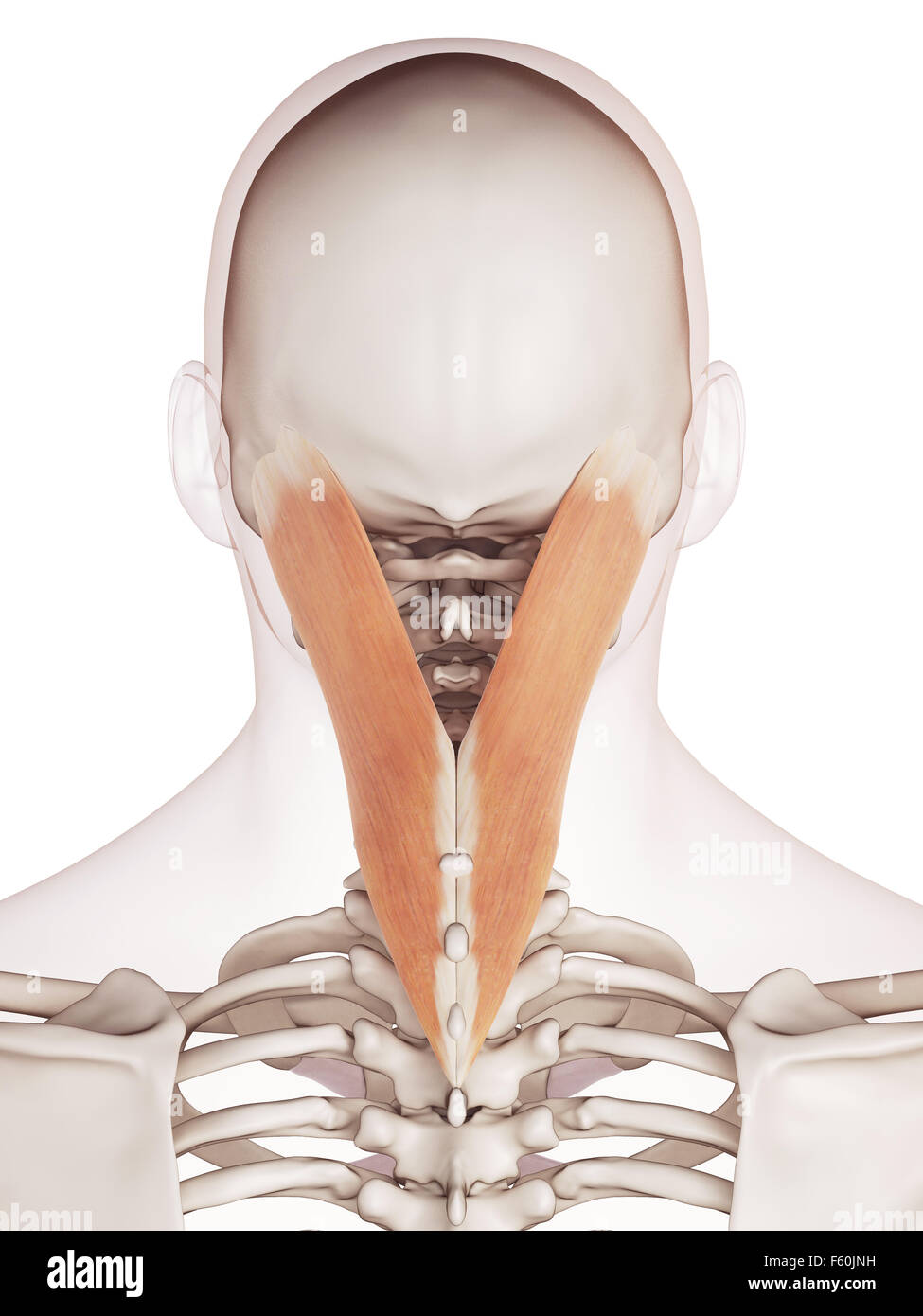 Splenius capitis muscle hi-res stock photography and images - Alamy
