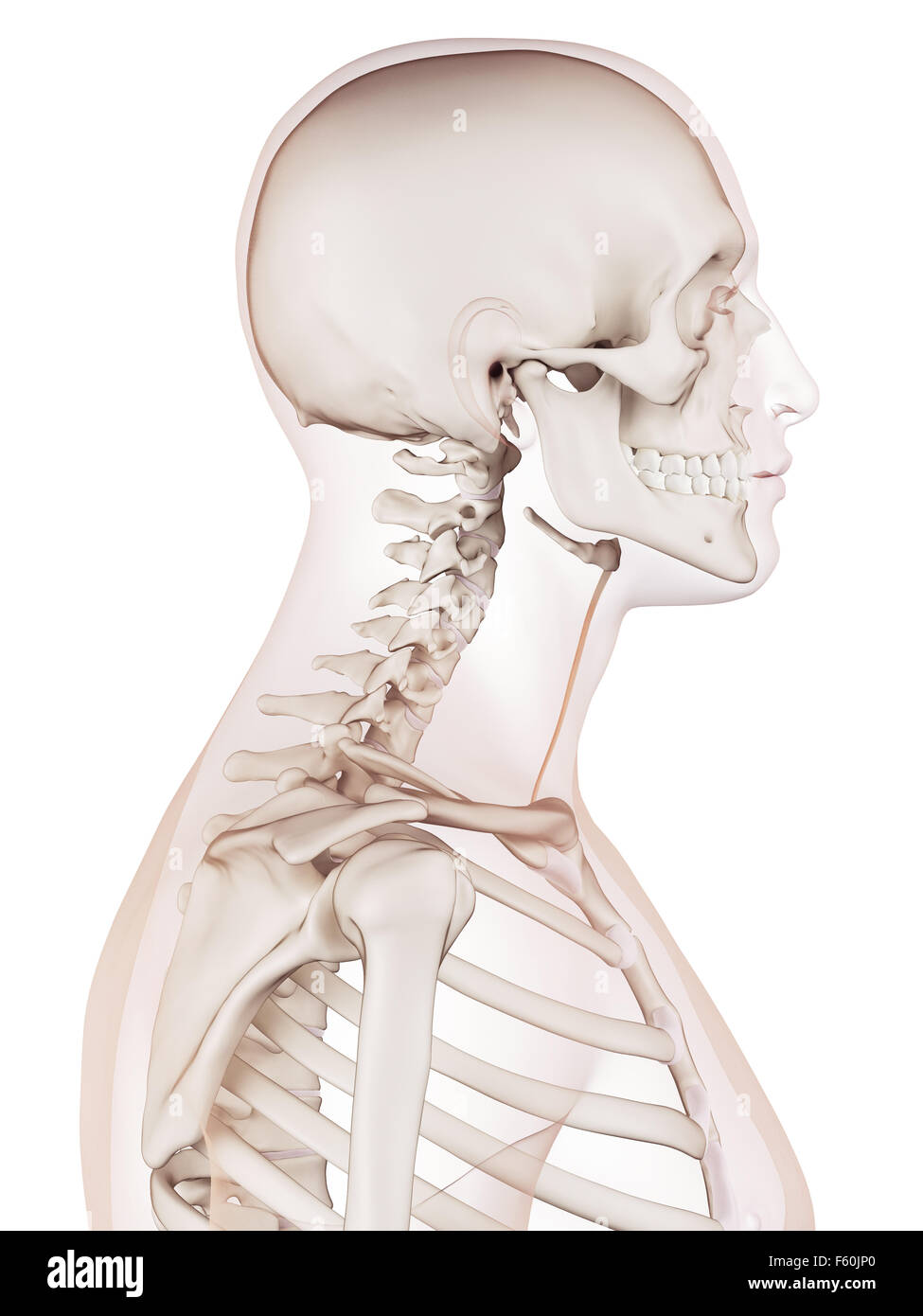 medically accurate muscle illustration of the sternohyoid Stock Photo ...