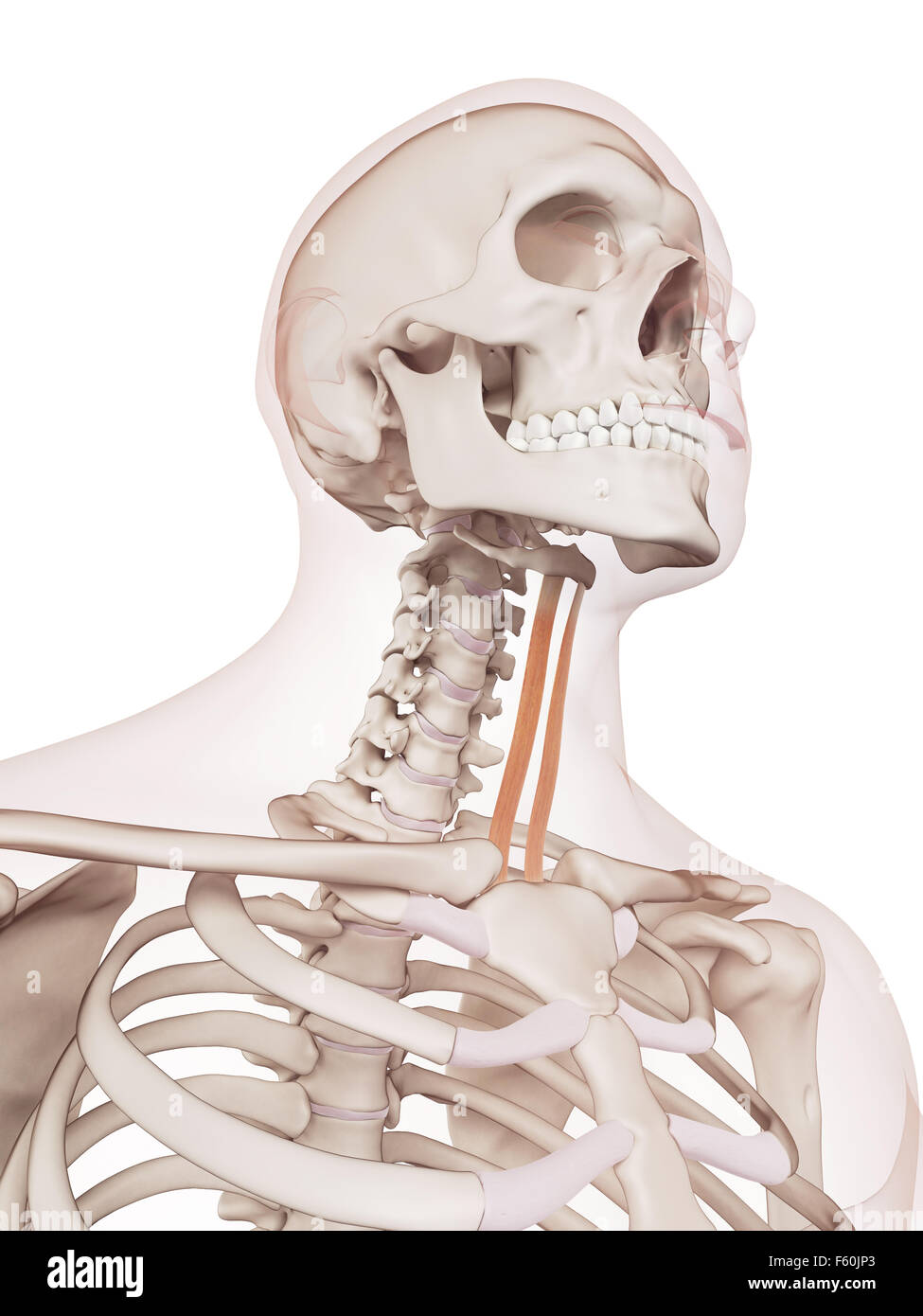 medically accurate muscle illustration of the sternohyoid Stock Photo ...